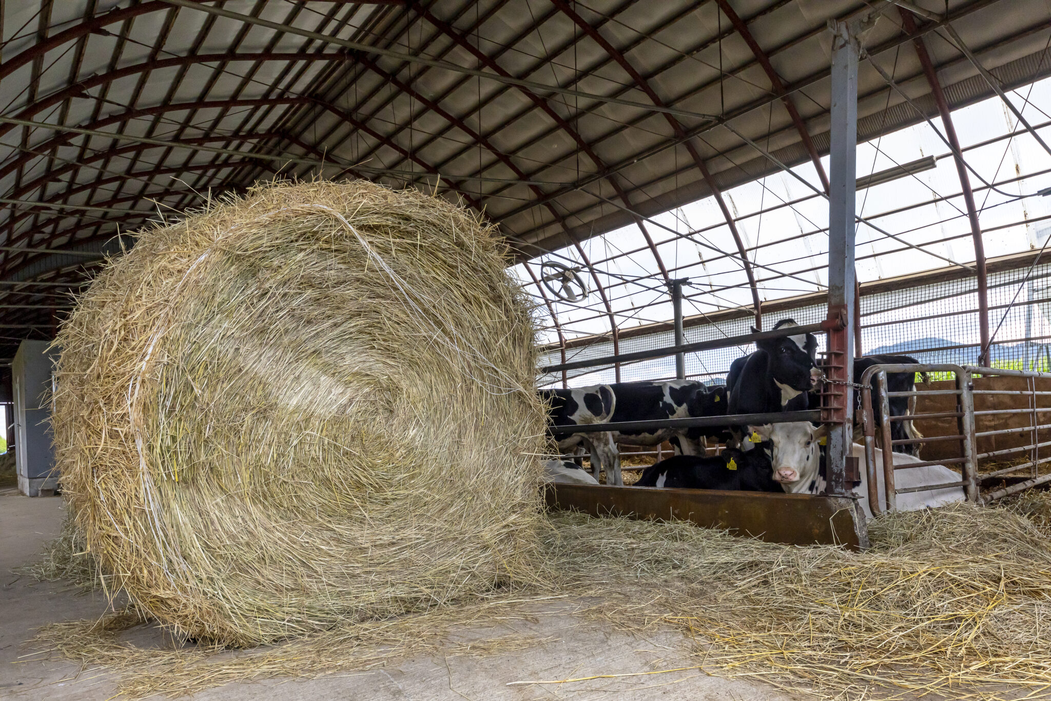 MILK KROWN(ミルククラウン)北海道訓子府『くんねっぷ』にある乳業メーカーです | MILK CROWN(ミルククラウン)